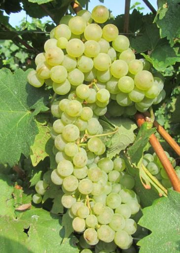 Glera – La Bella Vita